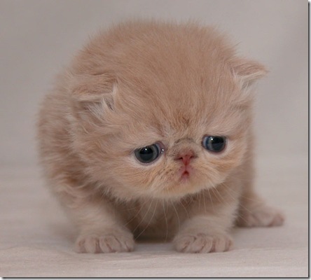 Unique: Bull Cat